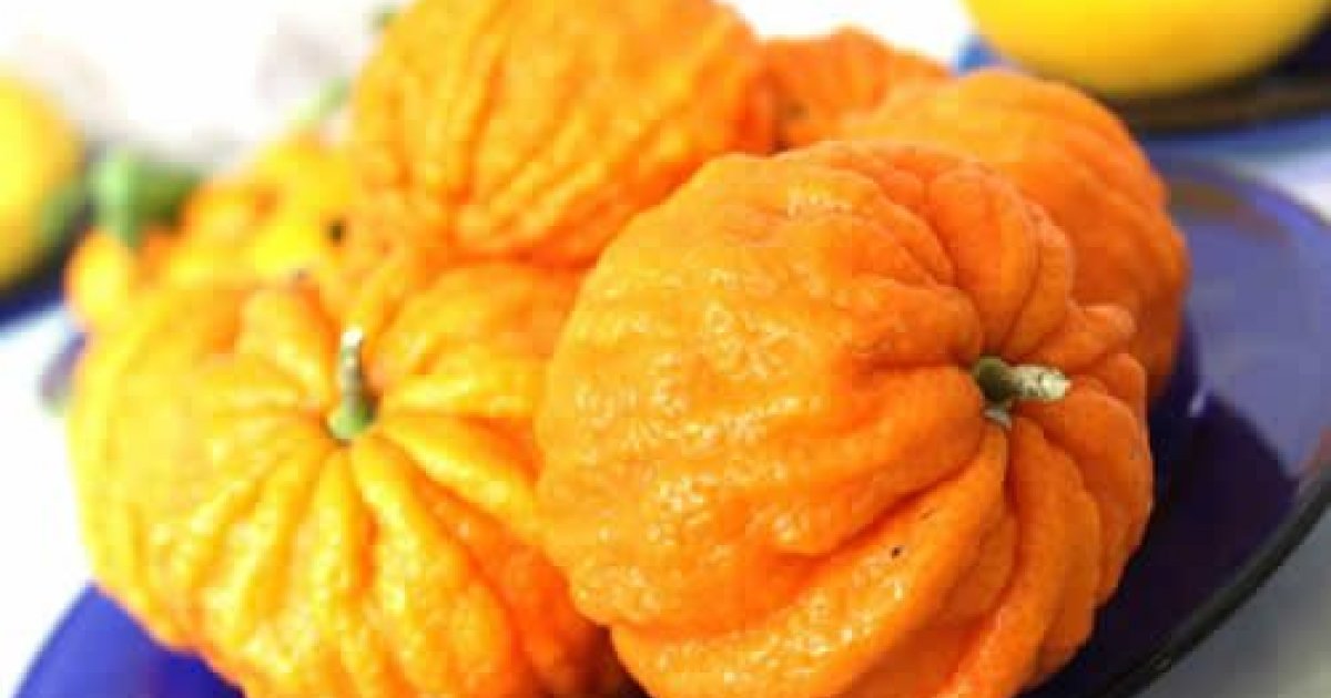 Agrumi. Ricette che celebrano l’aspro e il dolce - FashionChannel